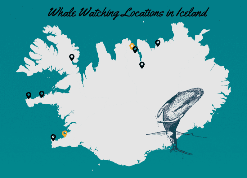 Whale Watching Tours in Iceland | Arctic Adventures