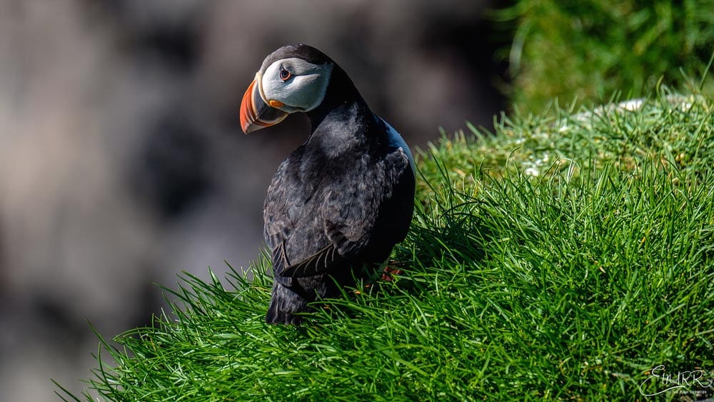 Puffin Sightseeing Tour at Ingolfshofdi | Arctic Adventures