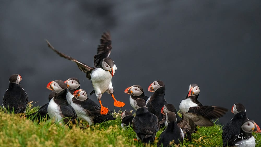 Puffin Sightseeing Tour at Ingolfshofdi | Arctic Adventures