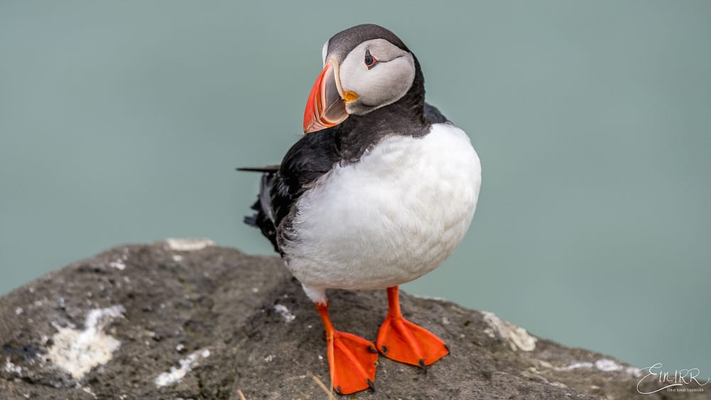 Puffin Sightseeing Tour at Ingolfshofdi | Arctic Adventures