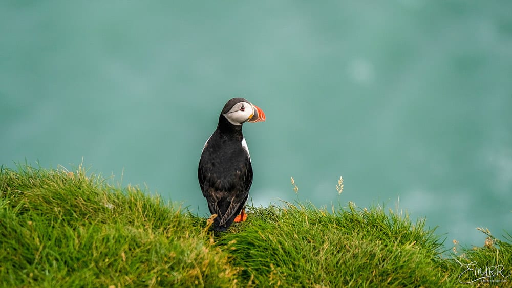 Puffin Tours | Day Tours Iceland | Arctic Adventures