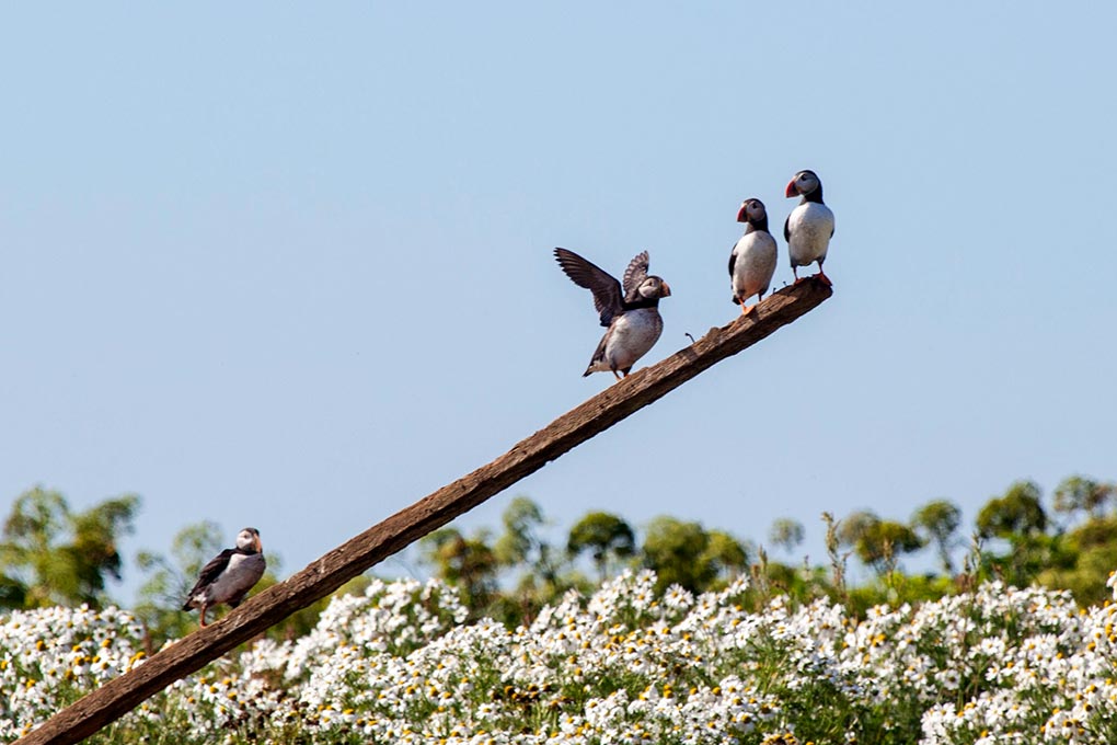 Golden Circle & Puffin Day Tour | Arctic Adventures