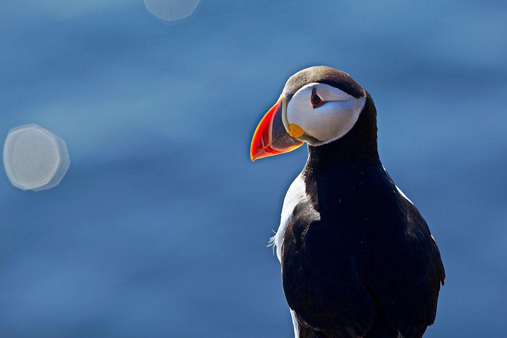 Golden Circle & Puffin Day Tour | Arctic Adventures