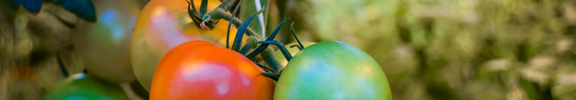 Fridheimar Tomato Farm in Iceland | Arctic Adventures
