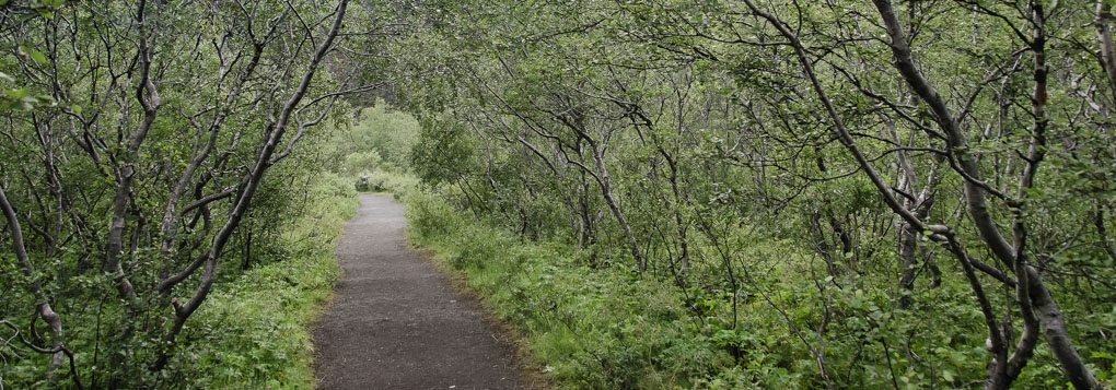 Why are there no trees in Iceland | Arctic Adventures