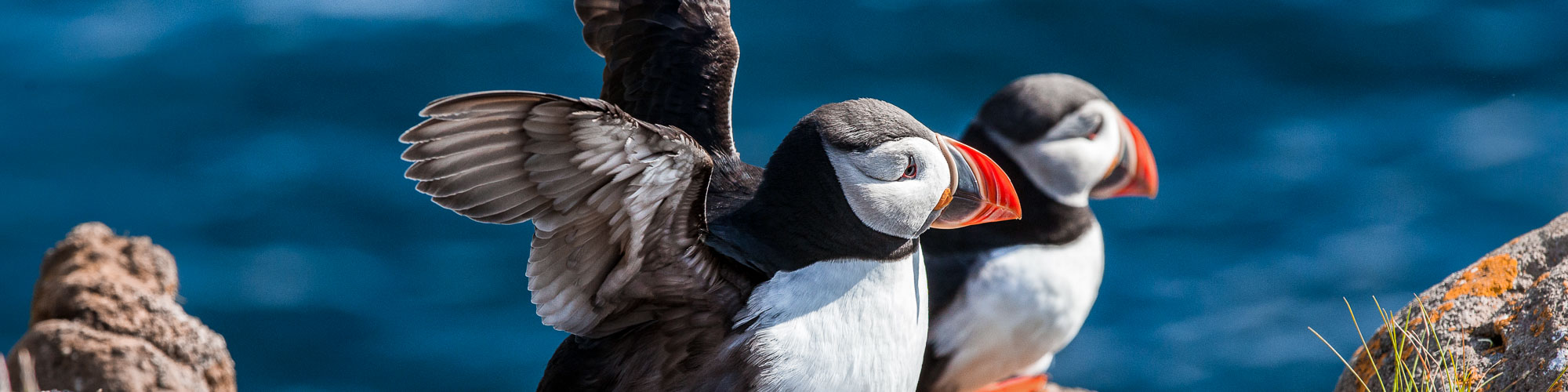 Puffin Tours | Day Tours Iceland | Arctic Adventures