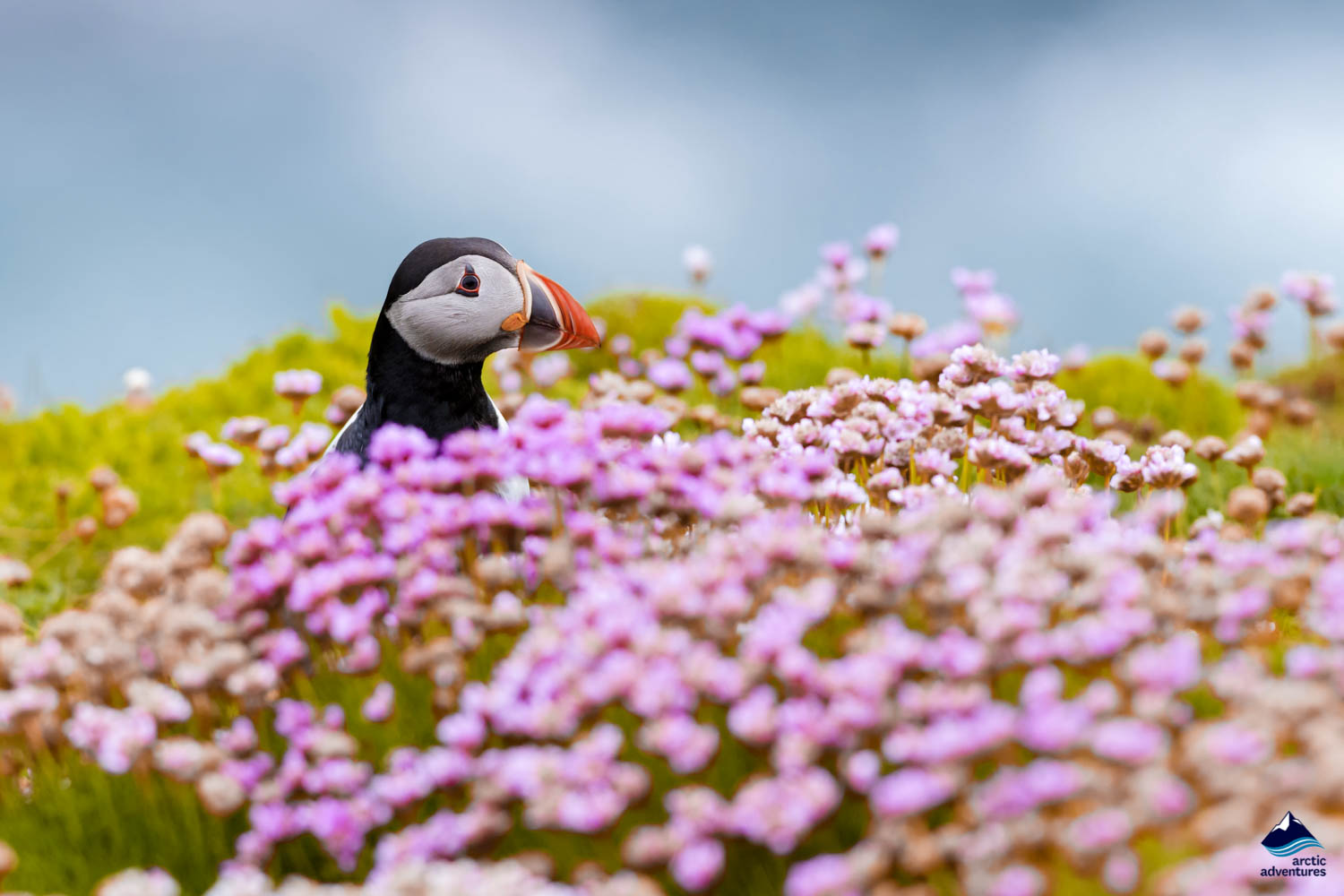 Puffin Tours | Day Tours Iceland | Arctic Adventures