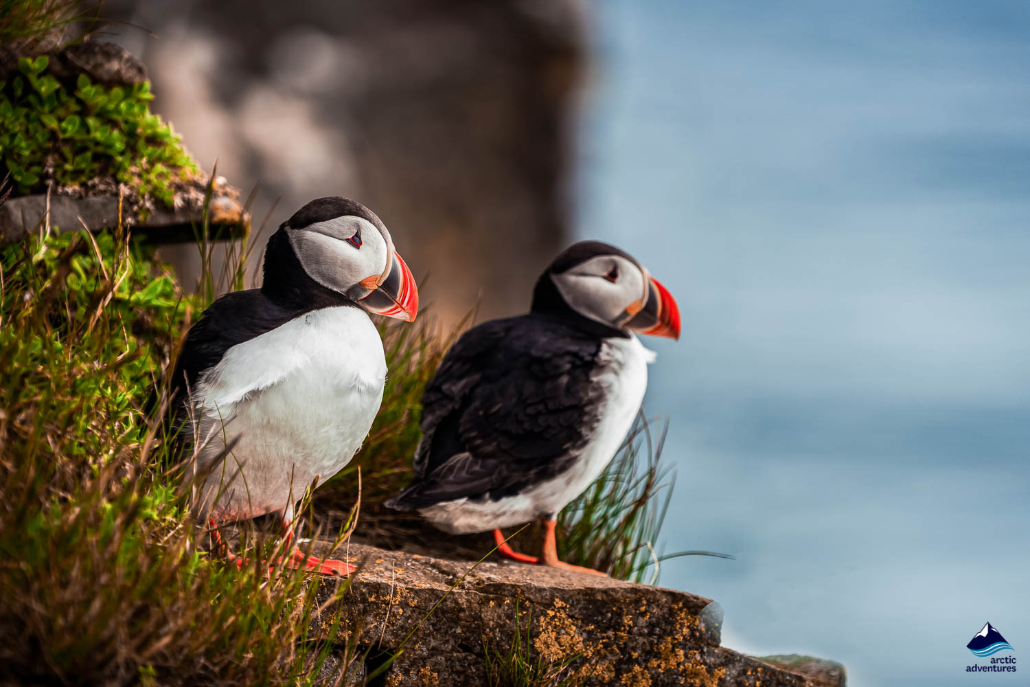 Westman Island, Volcanoes & Puffins Tour | Arctic Adventures