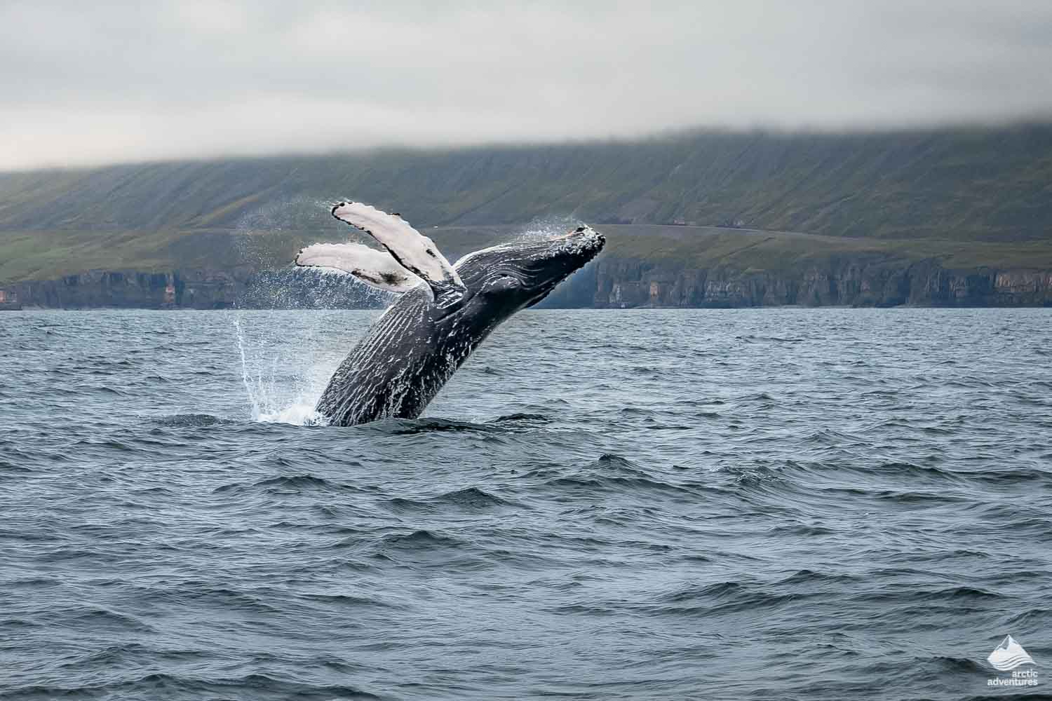 A Guide to Whale Watching in Iceland | Arctic Adventures