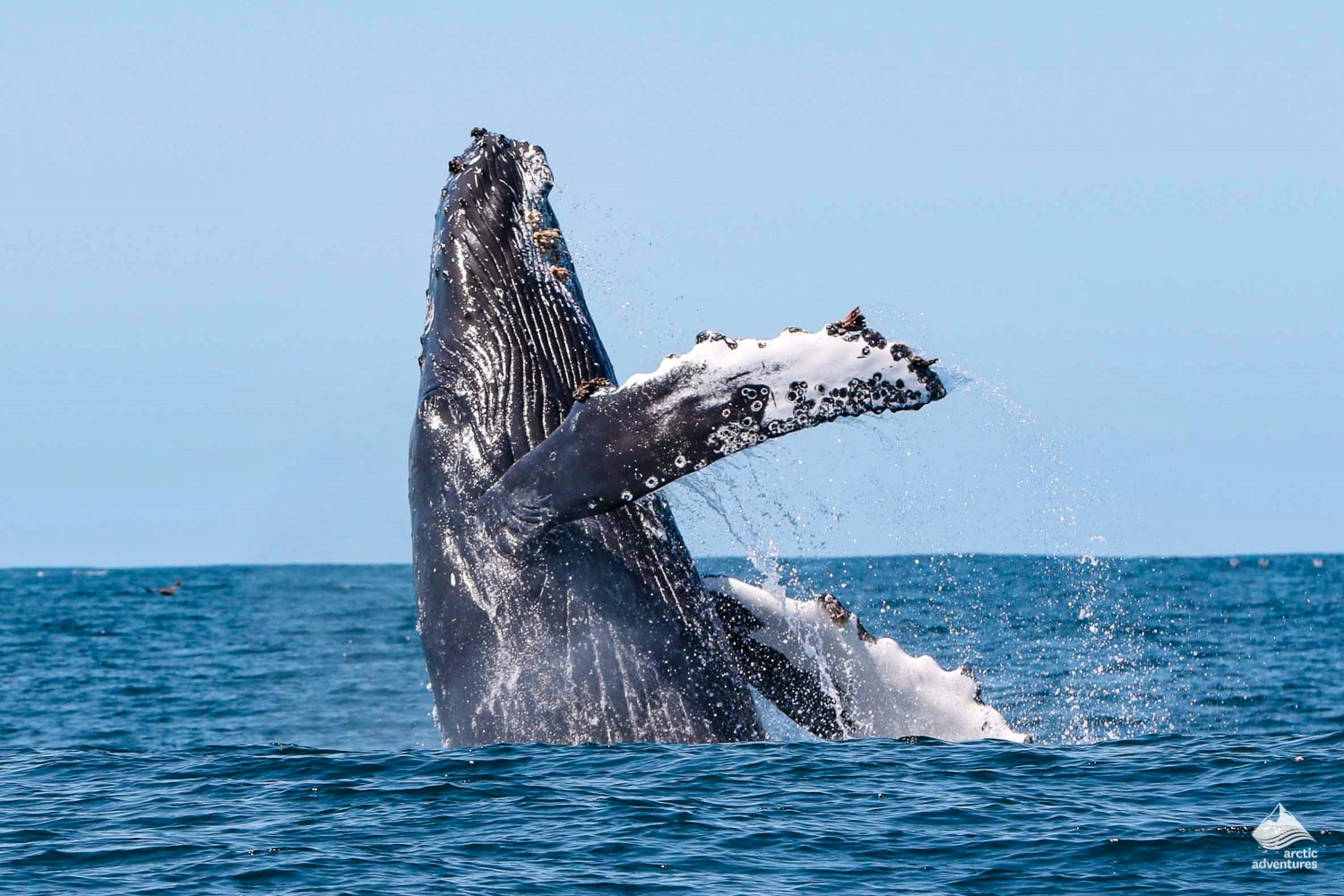 Whale Watching Tours in Iceland | Arctic Adventures