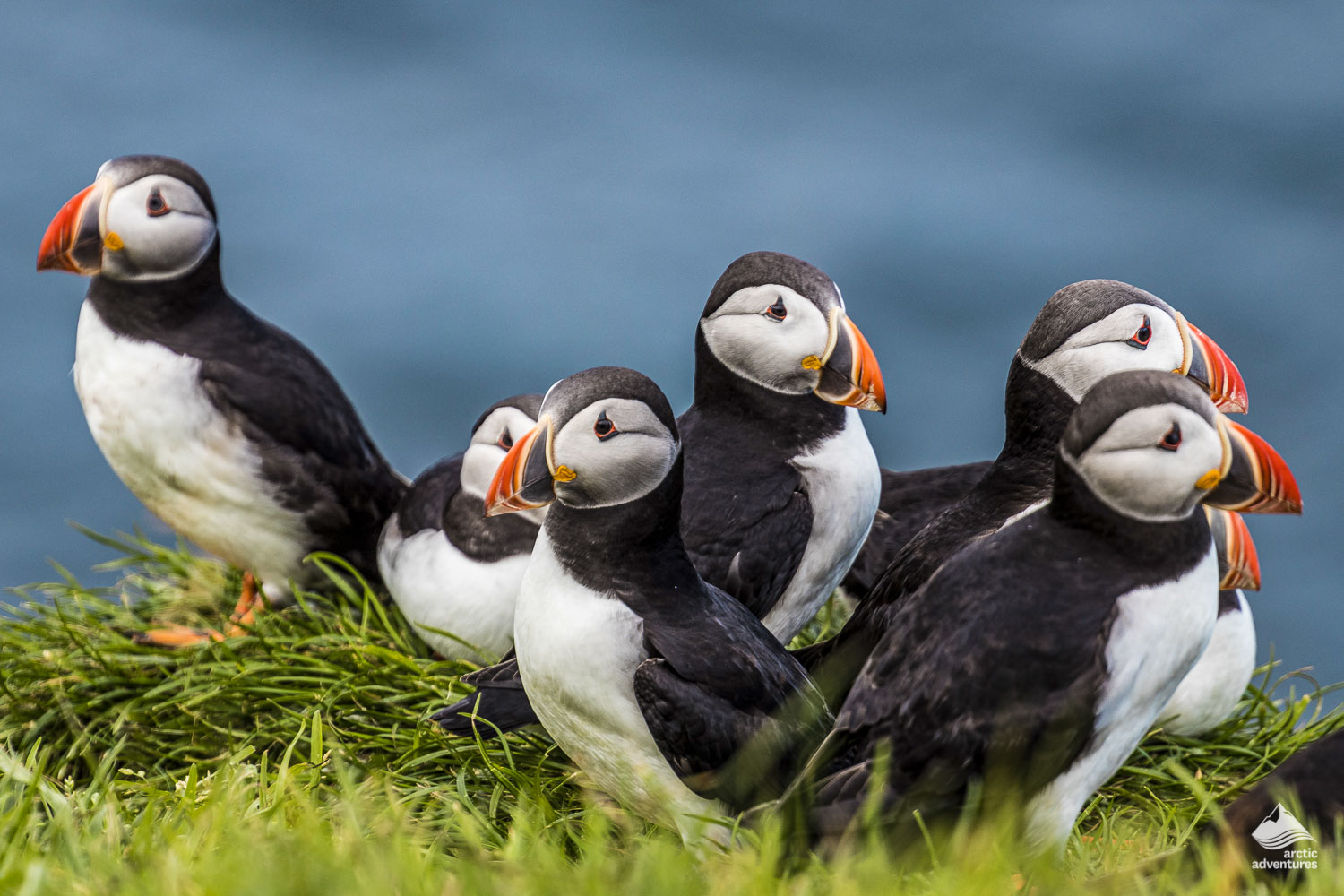 Golden Circle & Puffin Day Tour | Arctic Adventures