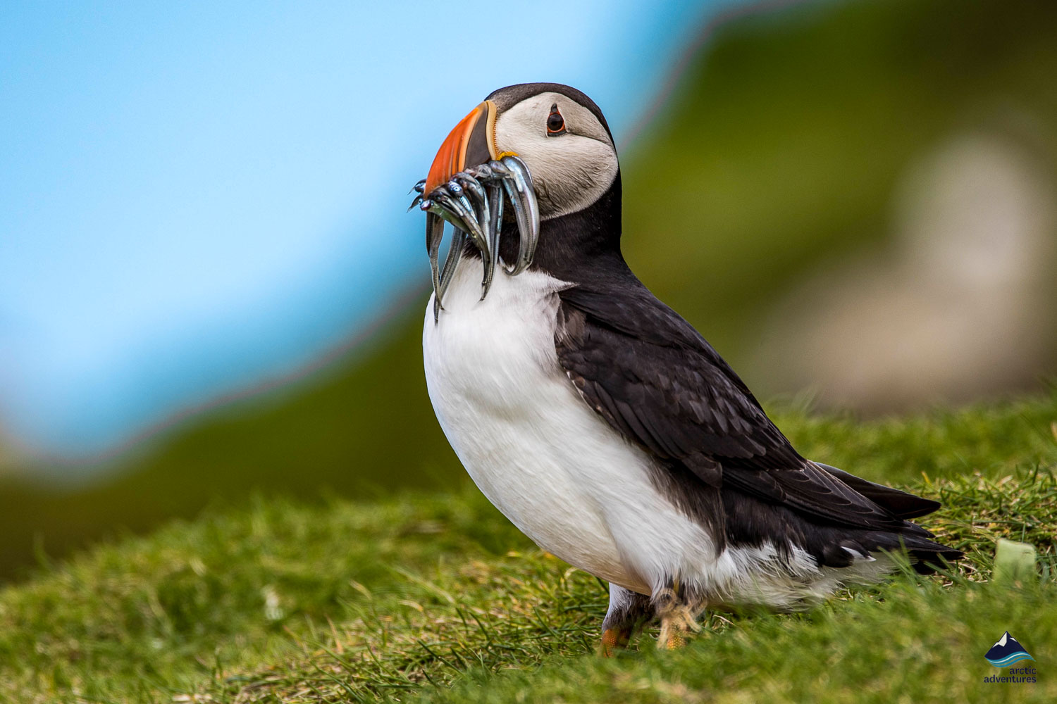 Puffins in Iceland Full Guide | Arctic Adventures