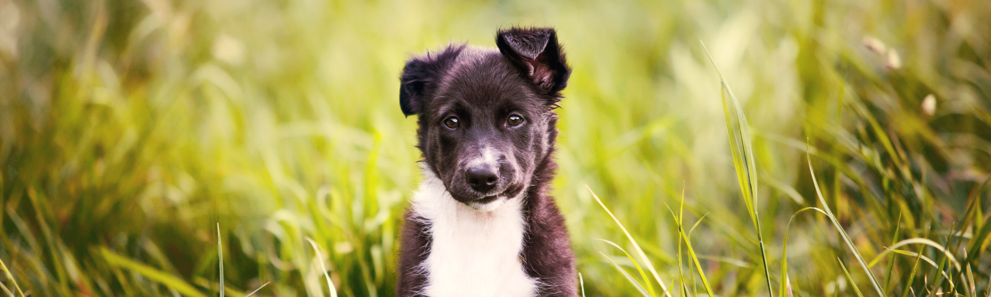 Family fun at Slakki Petting Zoo | Arctic Adventures