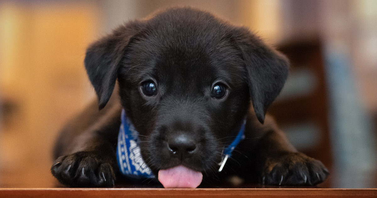 Family fun at Slakki Petting Zoo | Arctic Adventures