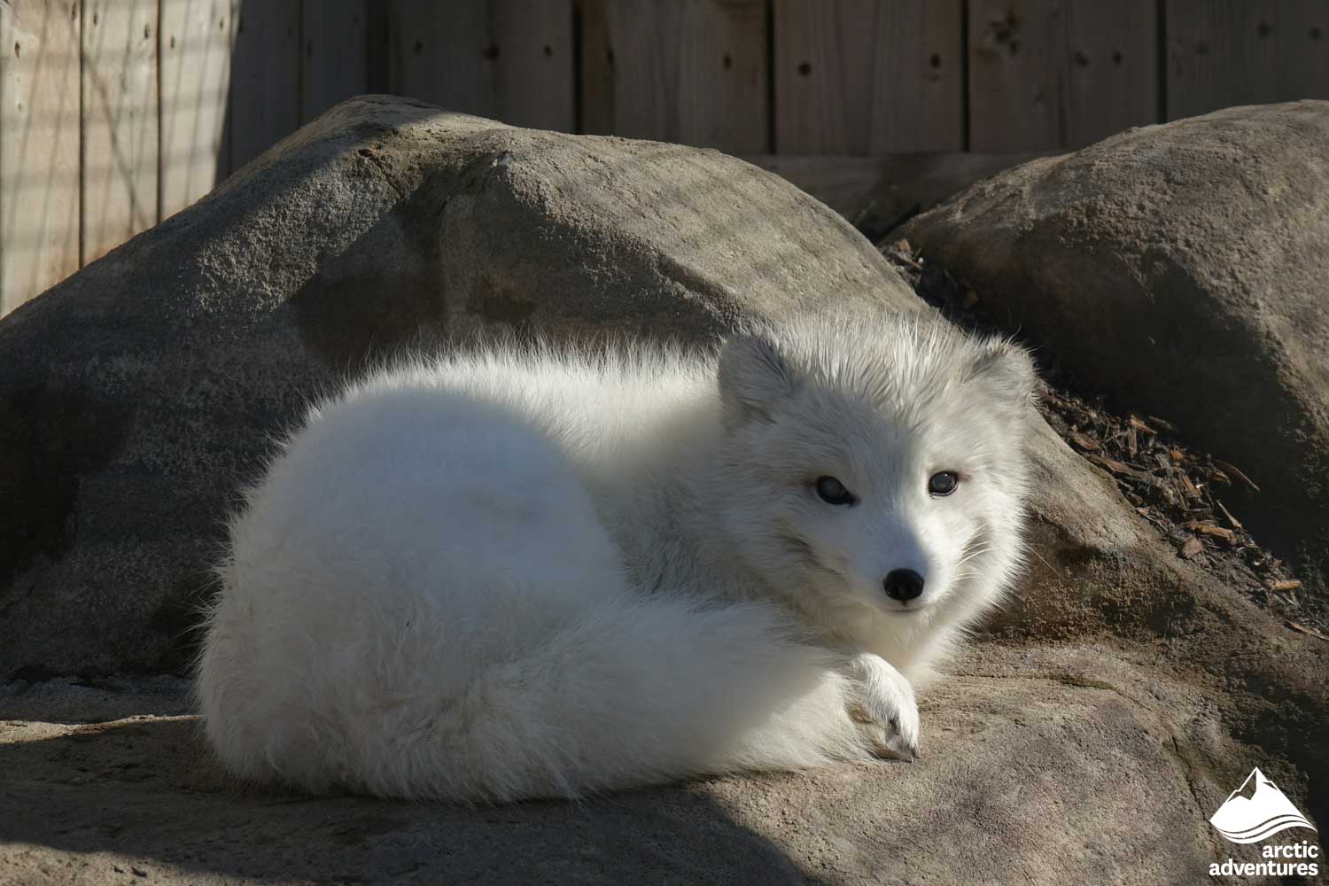 Family fun at Slakki Petting Zoo | Arctic Adventures