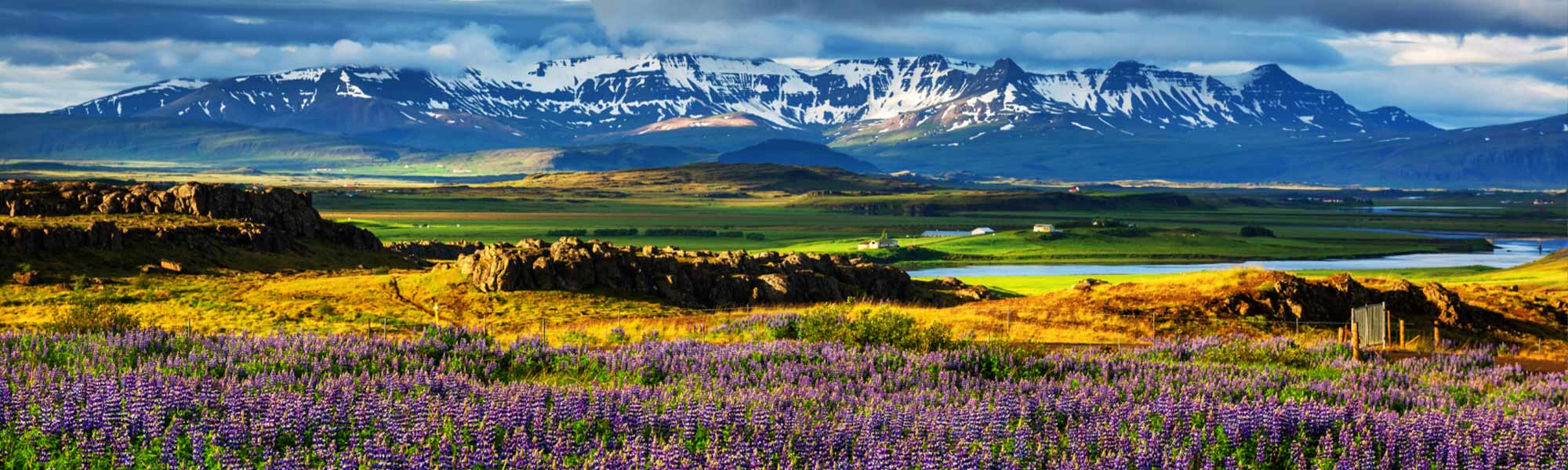 All About Icelandic Flowers | Arctic Adventures