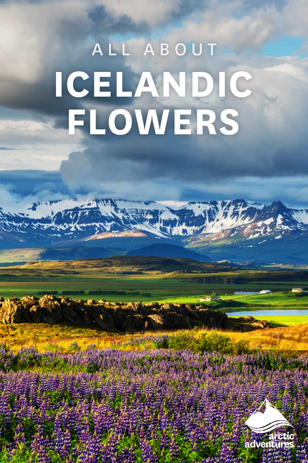 All About Icelandic Flowers | Arctic Adventures