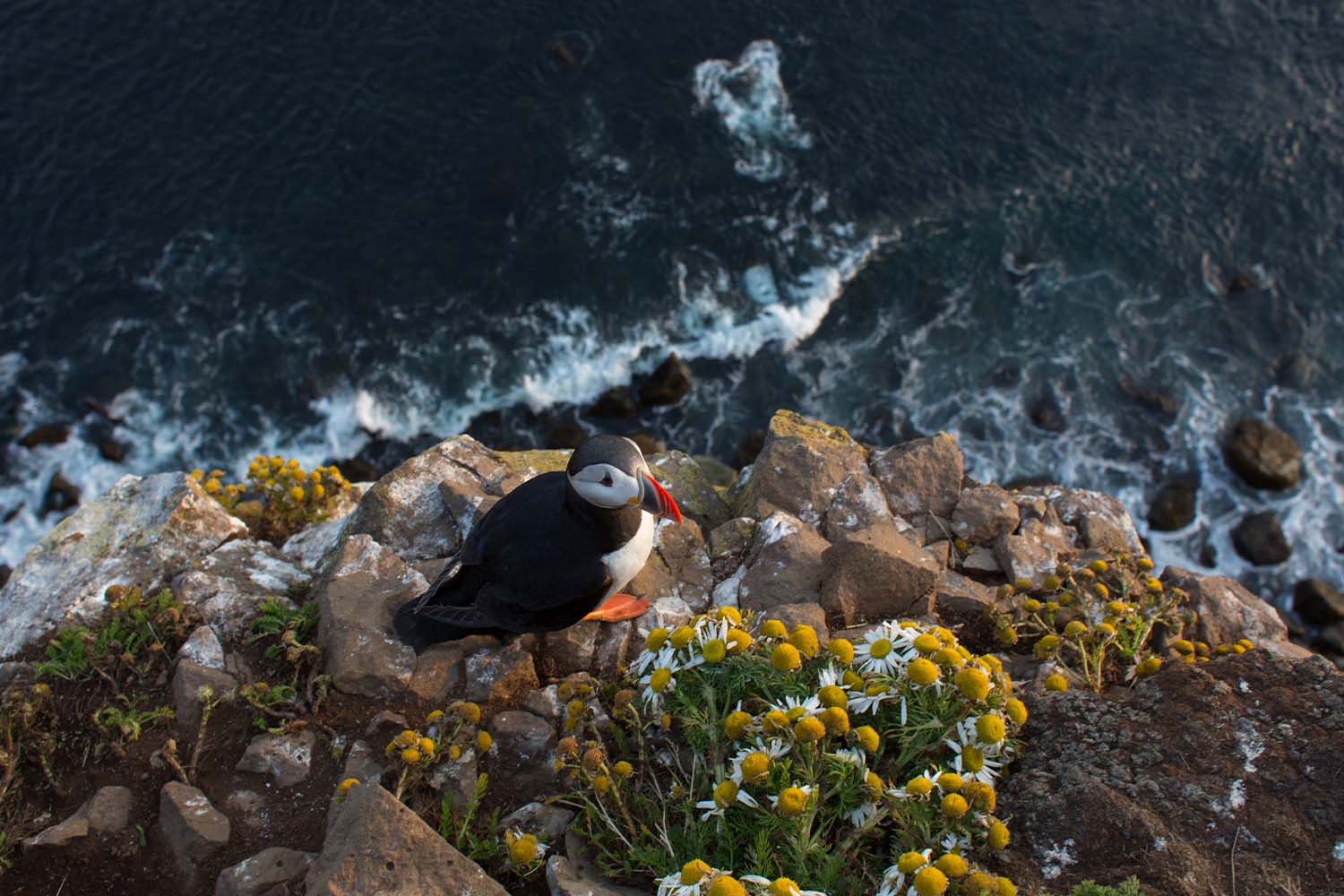When & Where to See Puffins in Iceland | Arctic Adventures