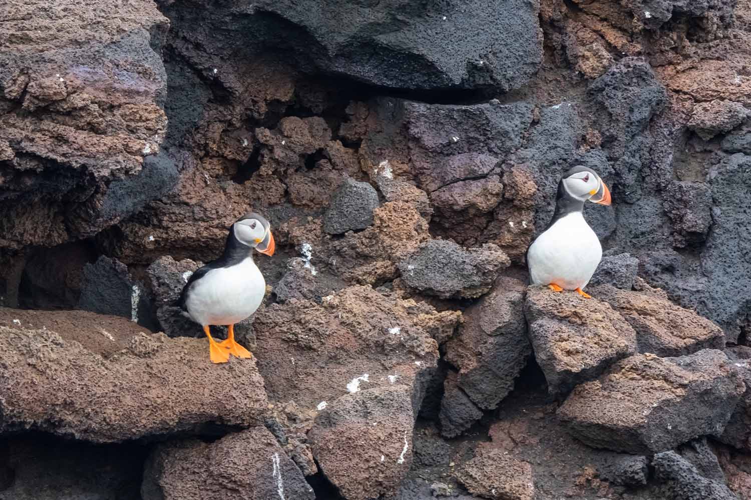 When & Where to See Puffins in Iceland | Arctic Adventures