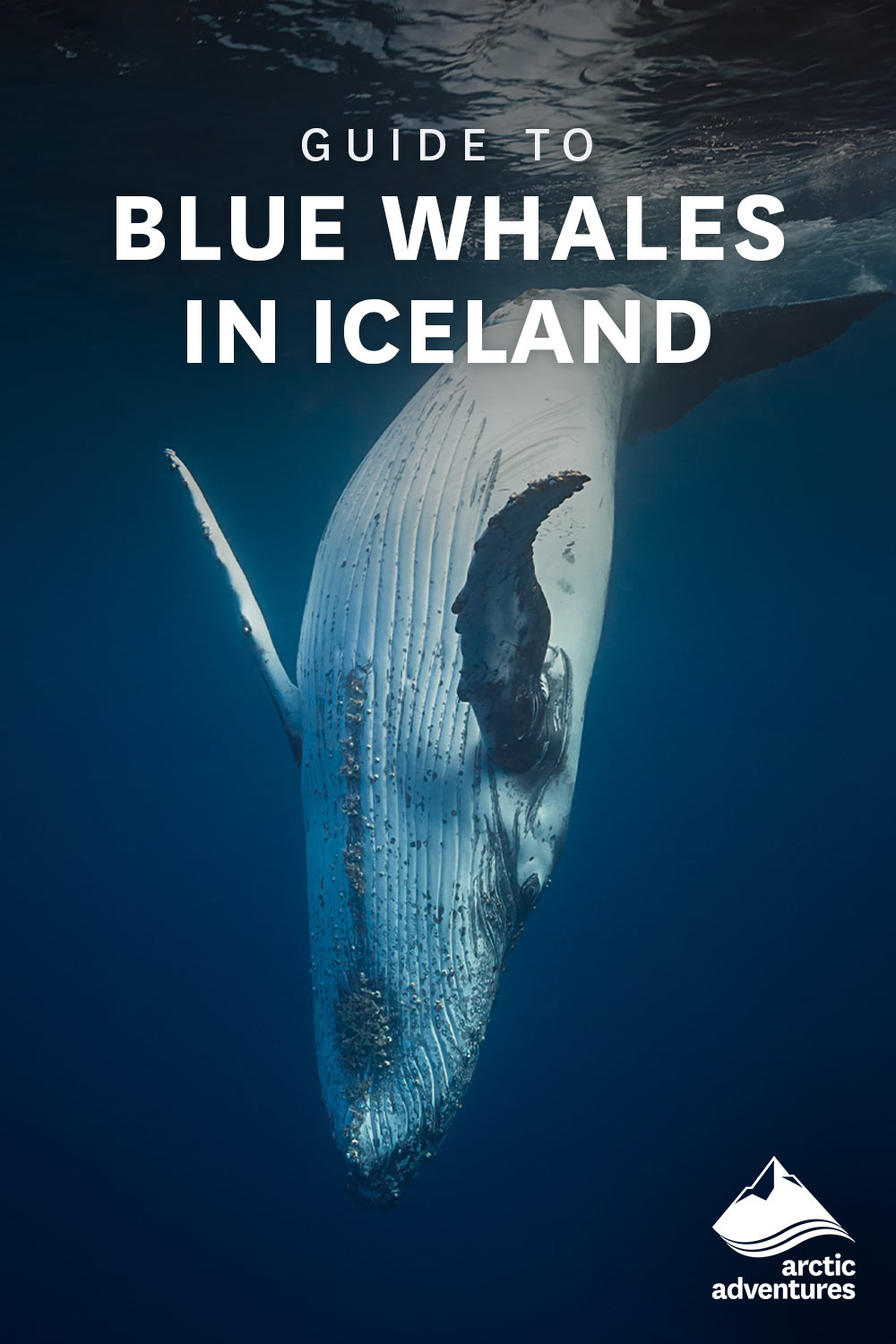 Blue Whales in Iceland | Arctic Adventures