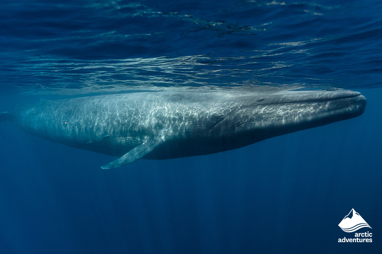 Blue Whales in Iceland | Arctic Adventures