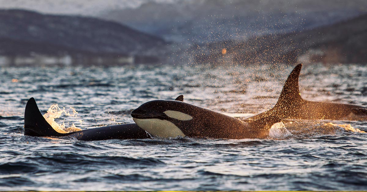 Orcas in Iceland | Arctic Adventures