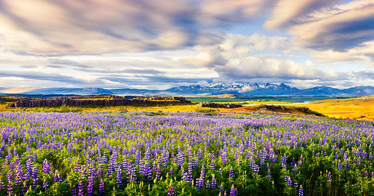 Summer in Iceland - Best Things to Do | Arctic Adventures