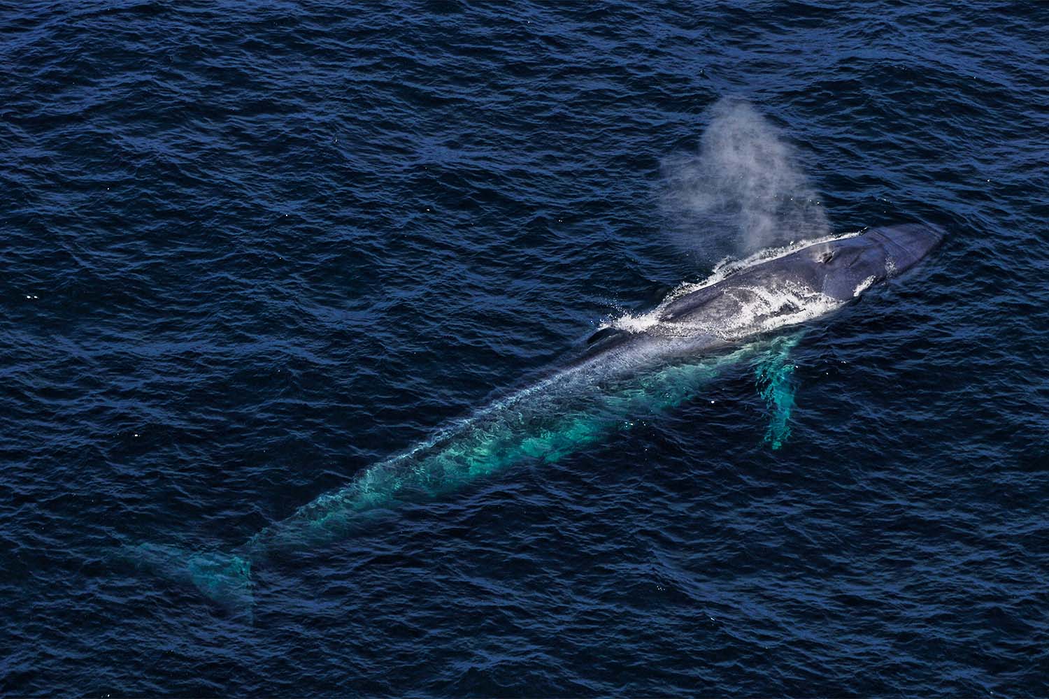 Best Time for Whale Watching in Iceland | Arctic Adventures