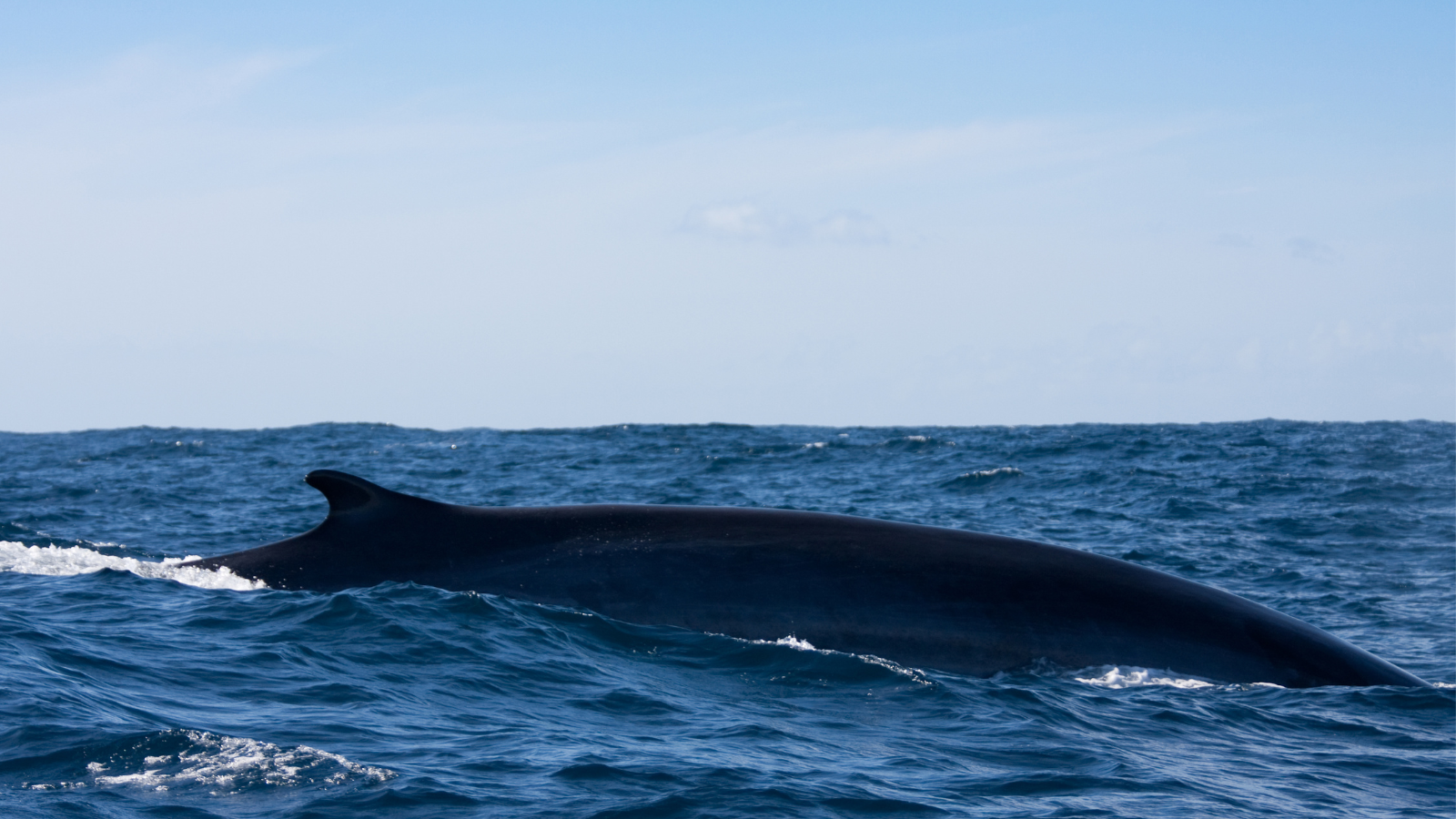 Discover Iceland's Fin Whale | Arctic Adventures