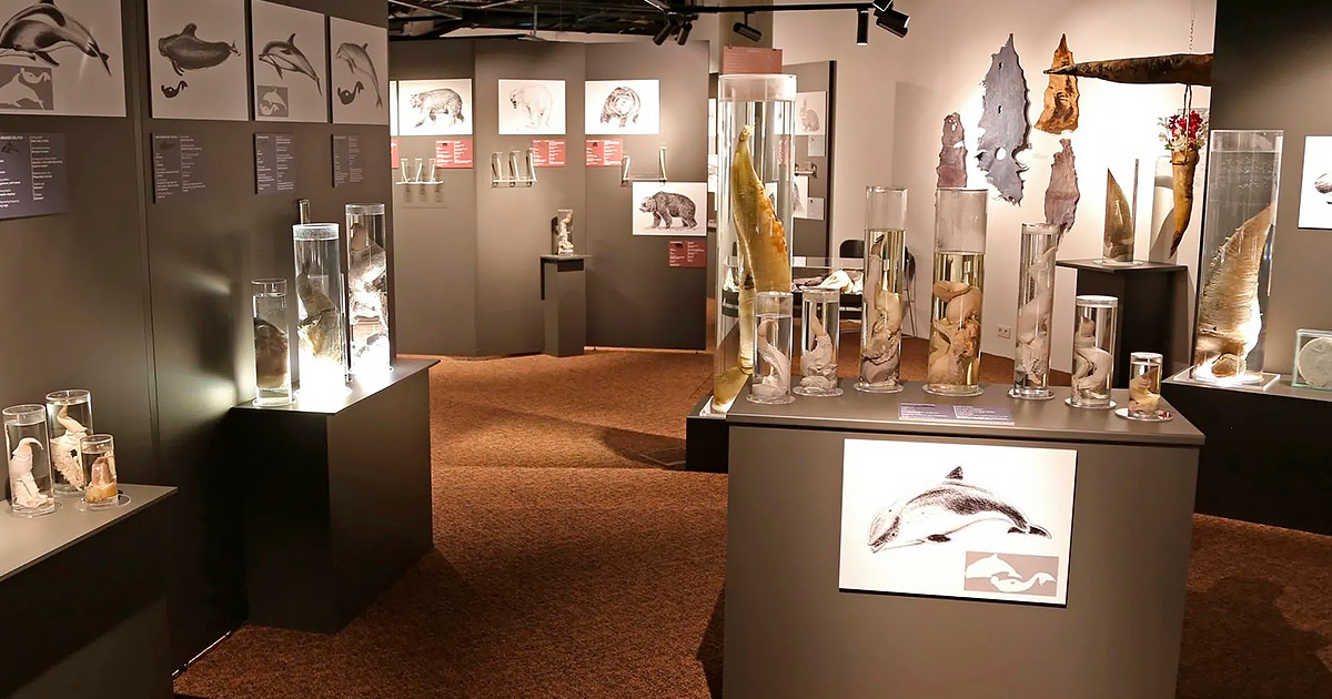 The Icelandic Phallological Museum | Arctic Adventures