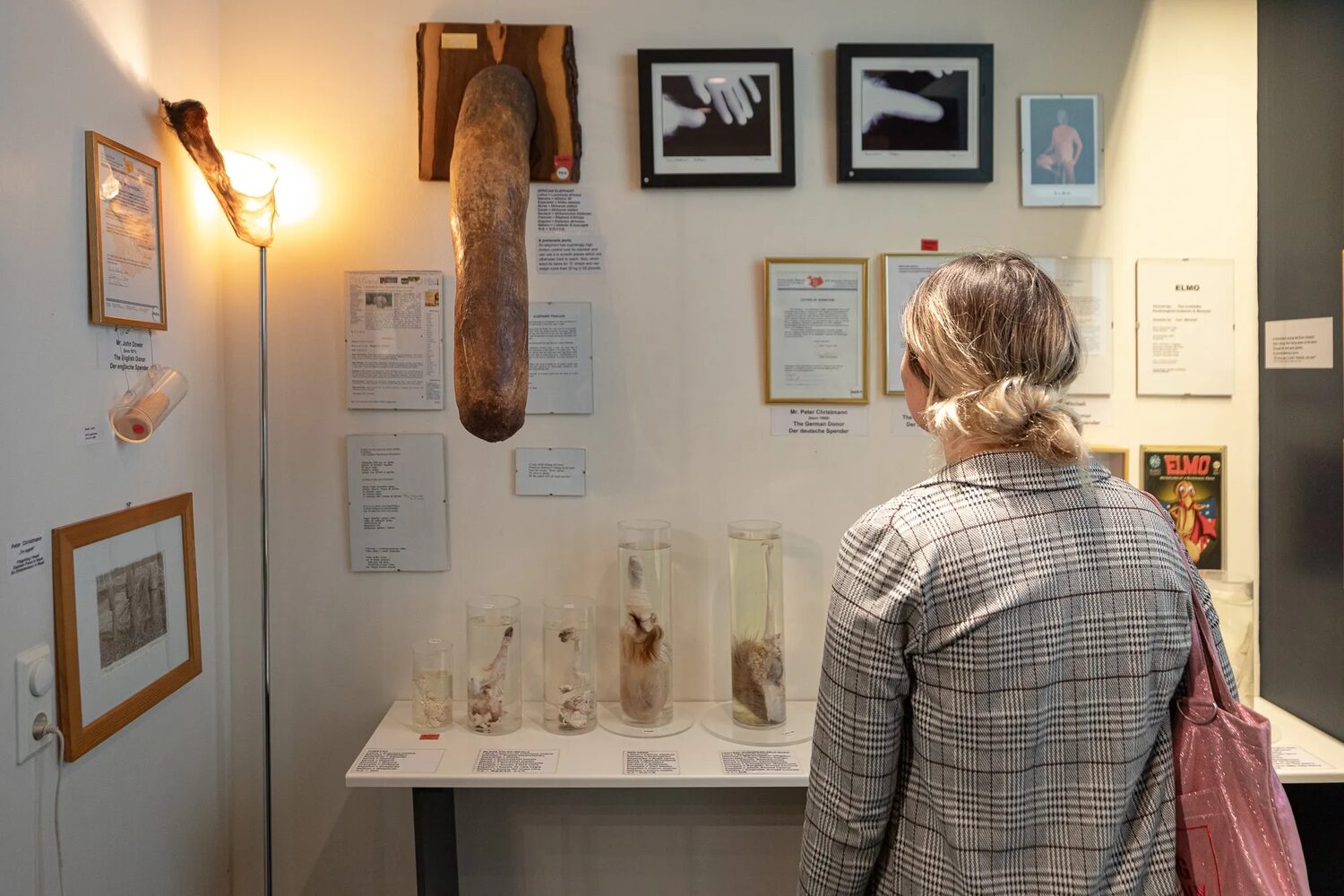 The Icelandic Phallological Museum | Arctic Adventures