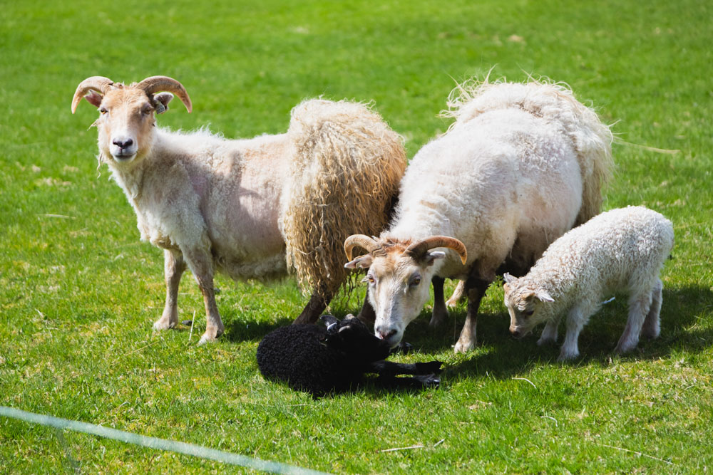 Adventure Hotel Hof | Arctic Adventures