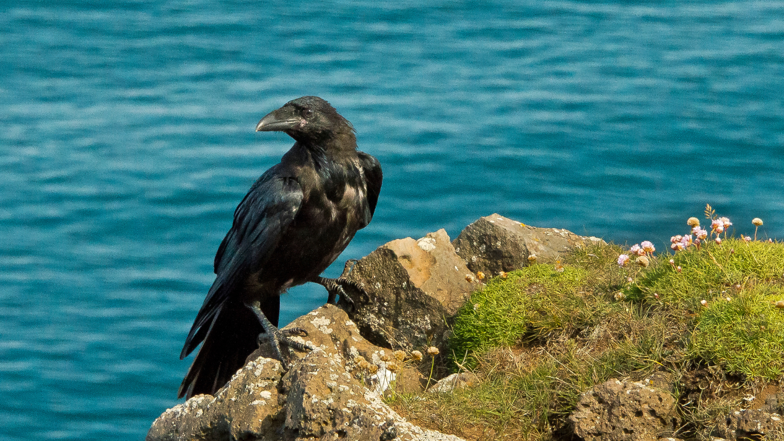 Your Guide To Birding in Iceland | Arctic Adventures