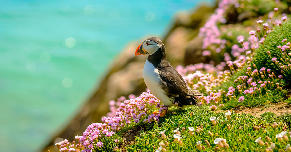 Ultimate Guide to Iceland in Spring | Arctic Adventures