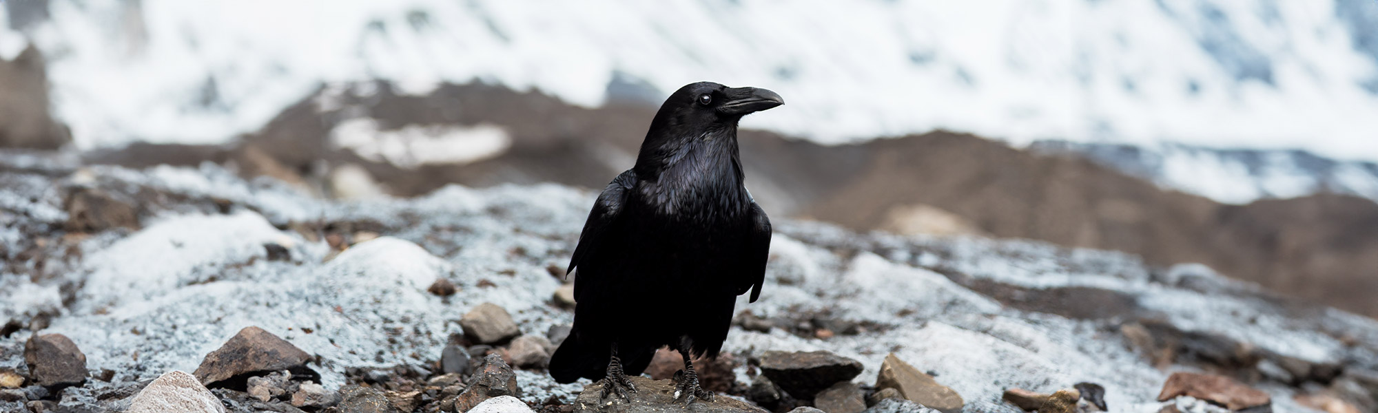 The Ravens of Iceland | Arctic Adventures