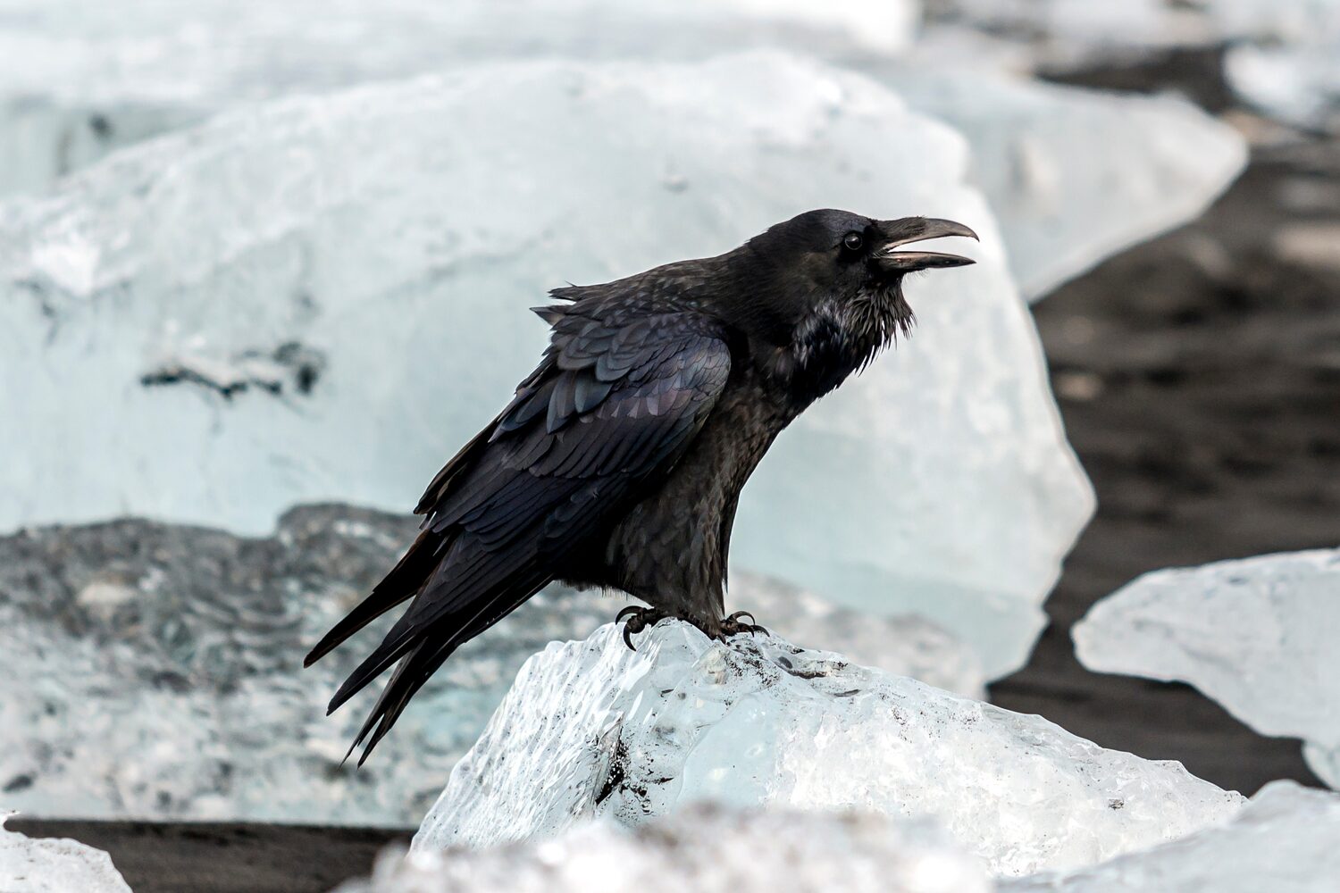 The Ravens of Iceland | Arctic Adventures