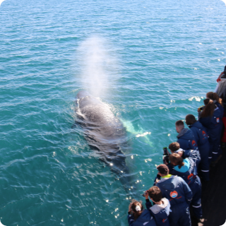 What Are the Colors of Northern Lights | Arctic Adventures