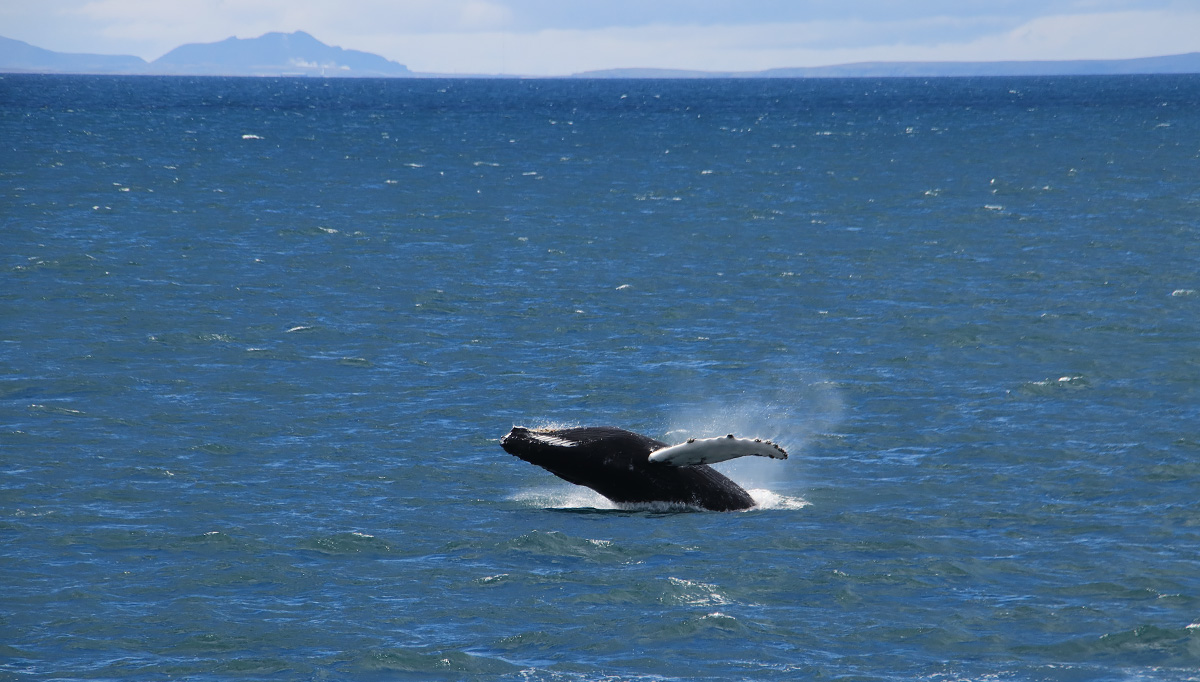Caving & Whale Watching Combo Tour | Arctic Adventures