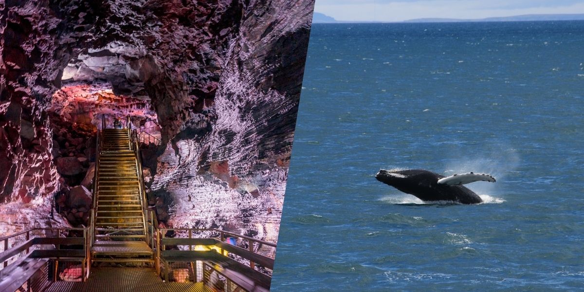Caving & Whale Watching Combo Tour | Arctic Adventures