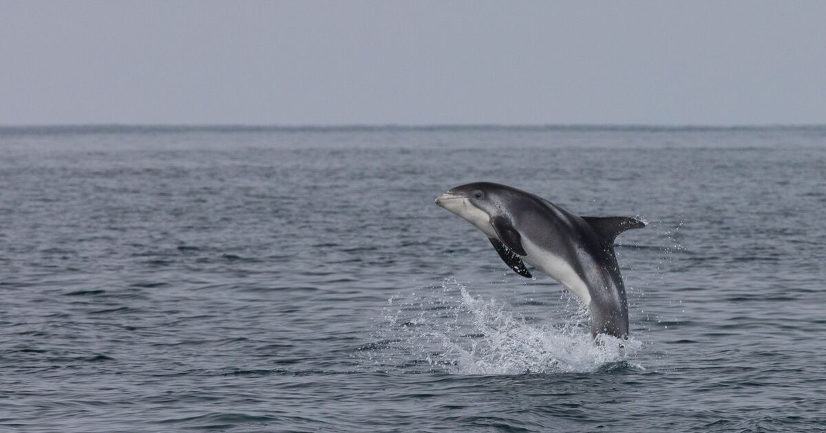 Get to Know the Dolphins in Iceland | Arctic Adventures