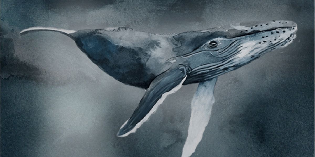 The Arctic Bestiary - A Guide to Iceland's Wildlife