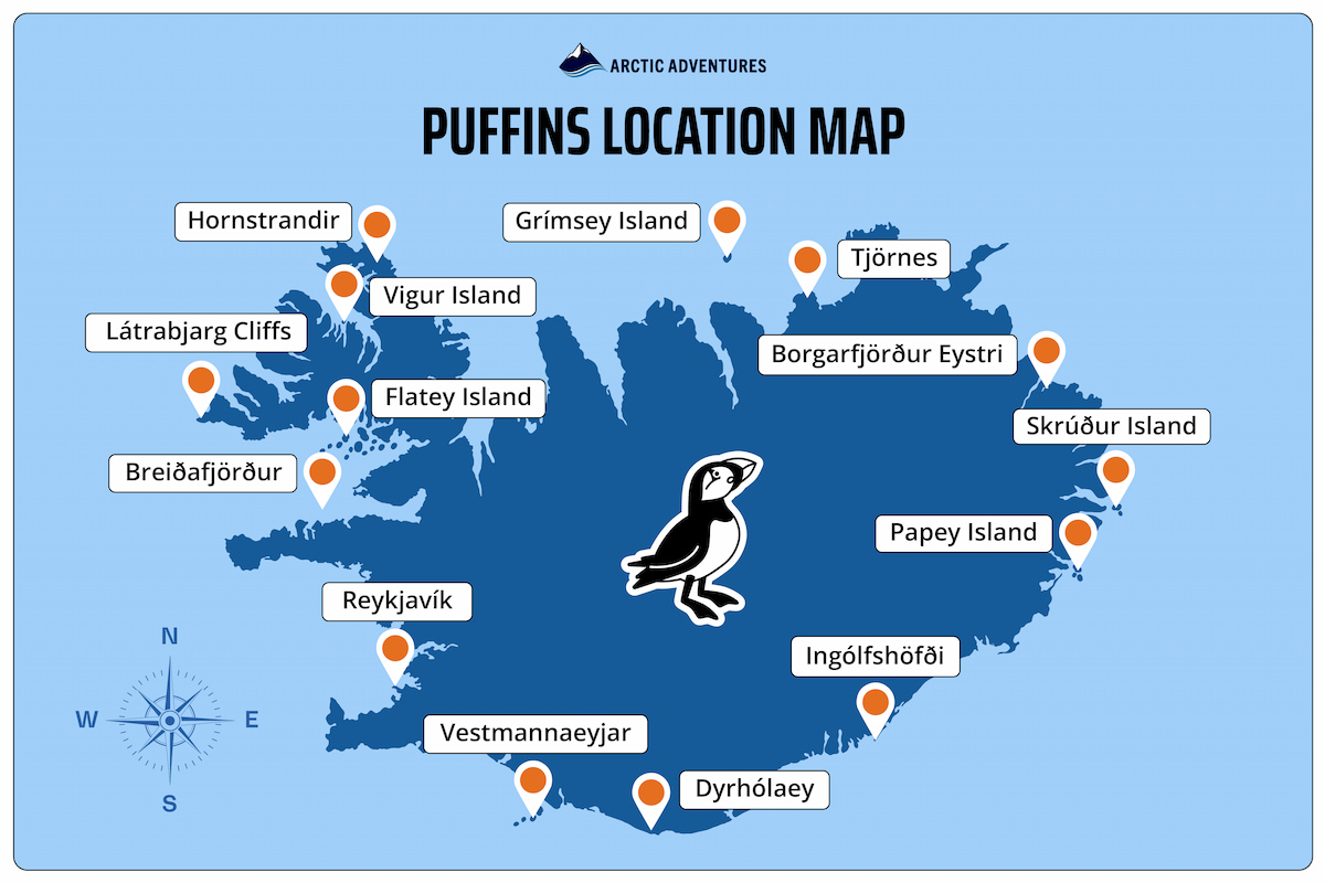 Puffins in Iceland Full Guide | Arctic Adventures