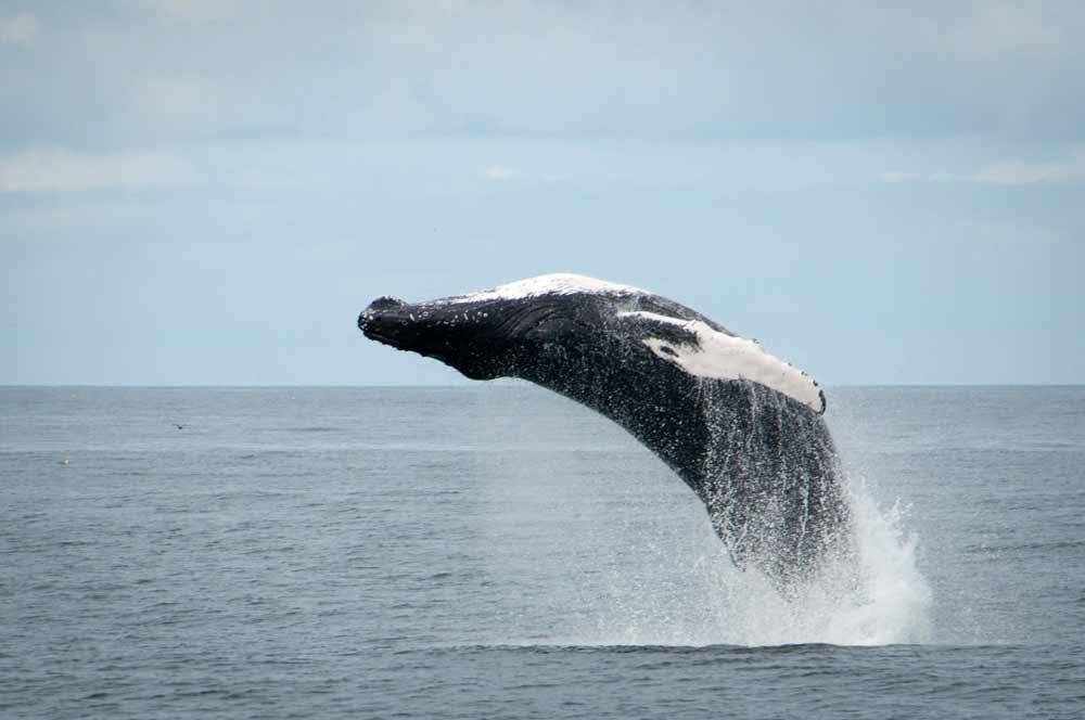 Whale Watching & Puffin Tour from Reykjavik | Arctic Adventures