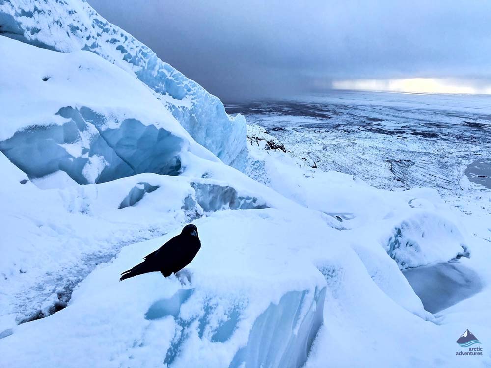 Everything You Need to Know About Raven | Arctic Adventures