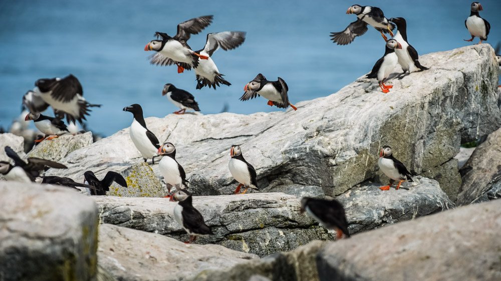 Puffins in Iceland - All You Need to Know About | Arctic Adventures