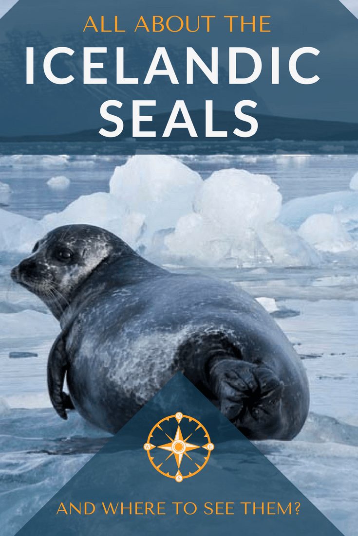 Seals in Iceland | Arctic Adventures