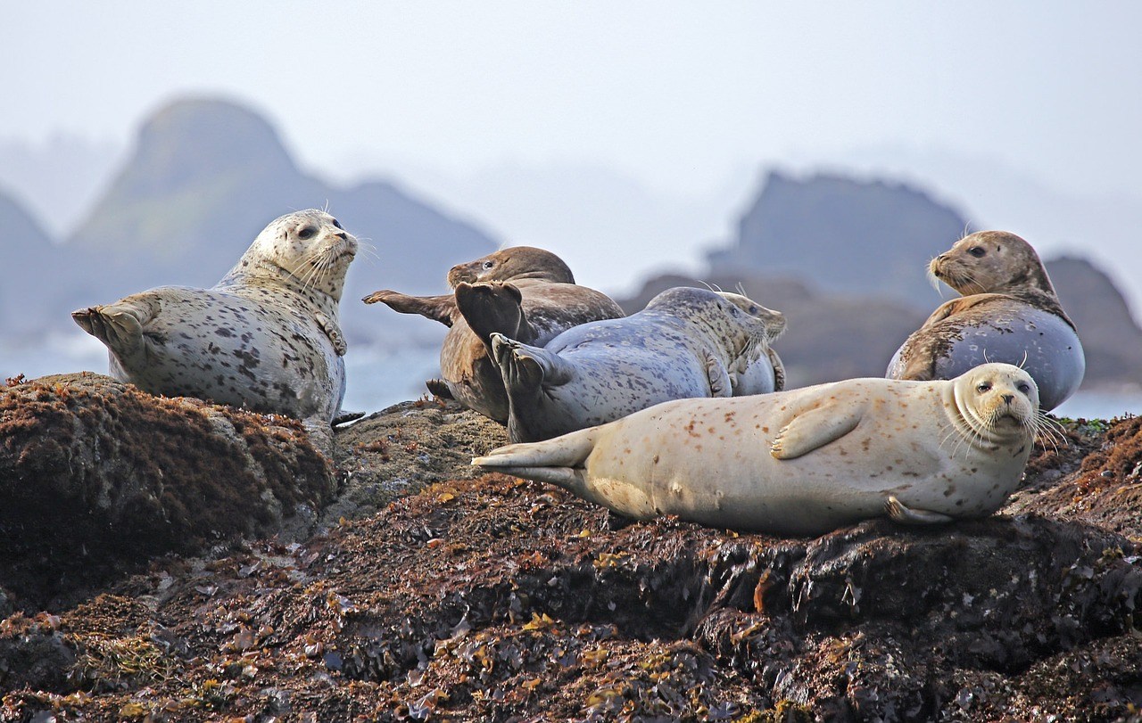 Seals in Iceland | Arctic Adventures
