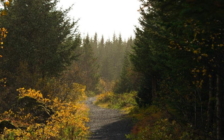 Why are there no trees in Iceland | Arctic Adventures