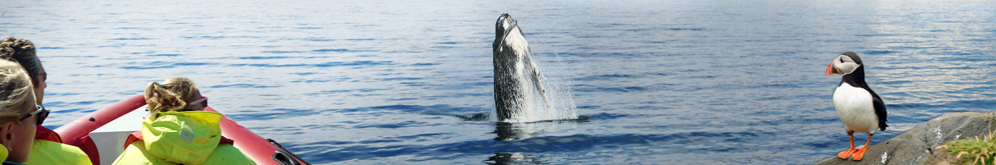 Whale Watching Tour from Dalvik with RIB boat express | Arctic Adventures